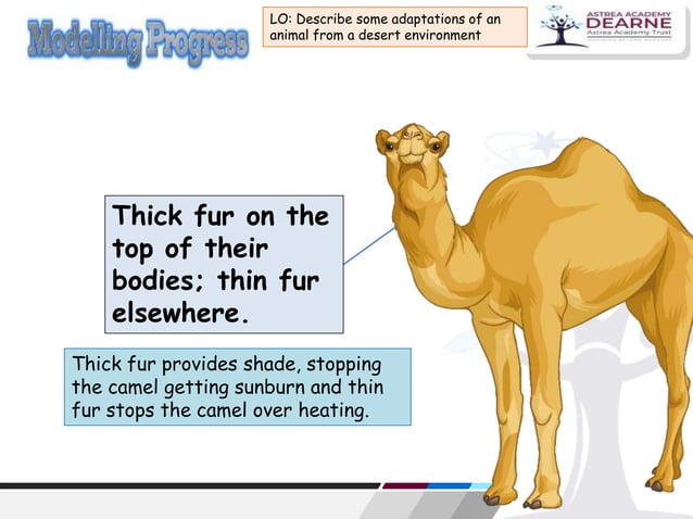 Week-2-Lesson-3-Camel-adaptations.ppt goALS | PPTX | Geography | Science