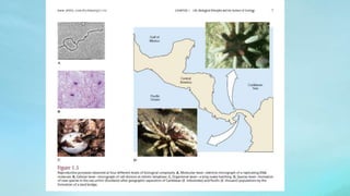 Introduction to zoology.pptx