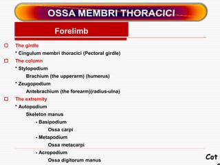 Week 03 - Osteology (Forelimb Bones).ppt