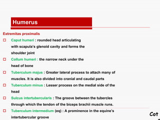 Week 03 - Osteology (Forelimb Bones).ppt