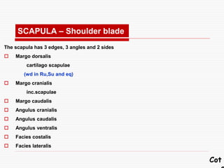 Week 03 - Osteology (Forelimb Bones).ppt