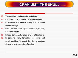 Week 05 - Osteology (Skull).ppt mbbs first year head and neck ...