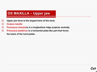 Week 05 - Osteology (Skull).ppt mbbs first year head and neck ...
