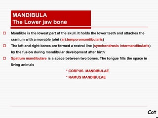 Week 05 - Osteology (Skull).ppt mbbs first year head and neck ...