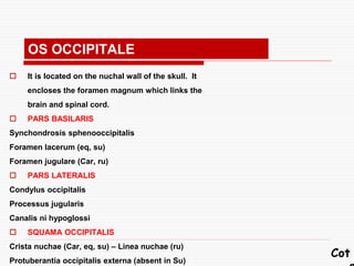 Week 05 - Osteology (Skull).ppt mbbs first year head and neck ...