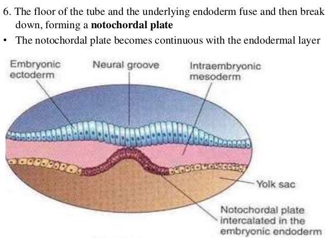 Prechordal Plate