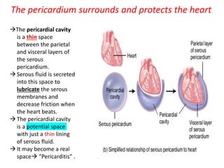 Week 1-5 Anatomy and Physiology of Cardiovascular system_ pdf | PDF