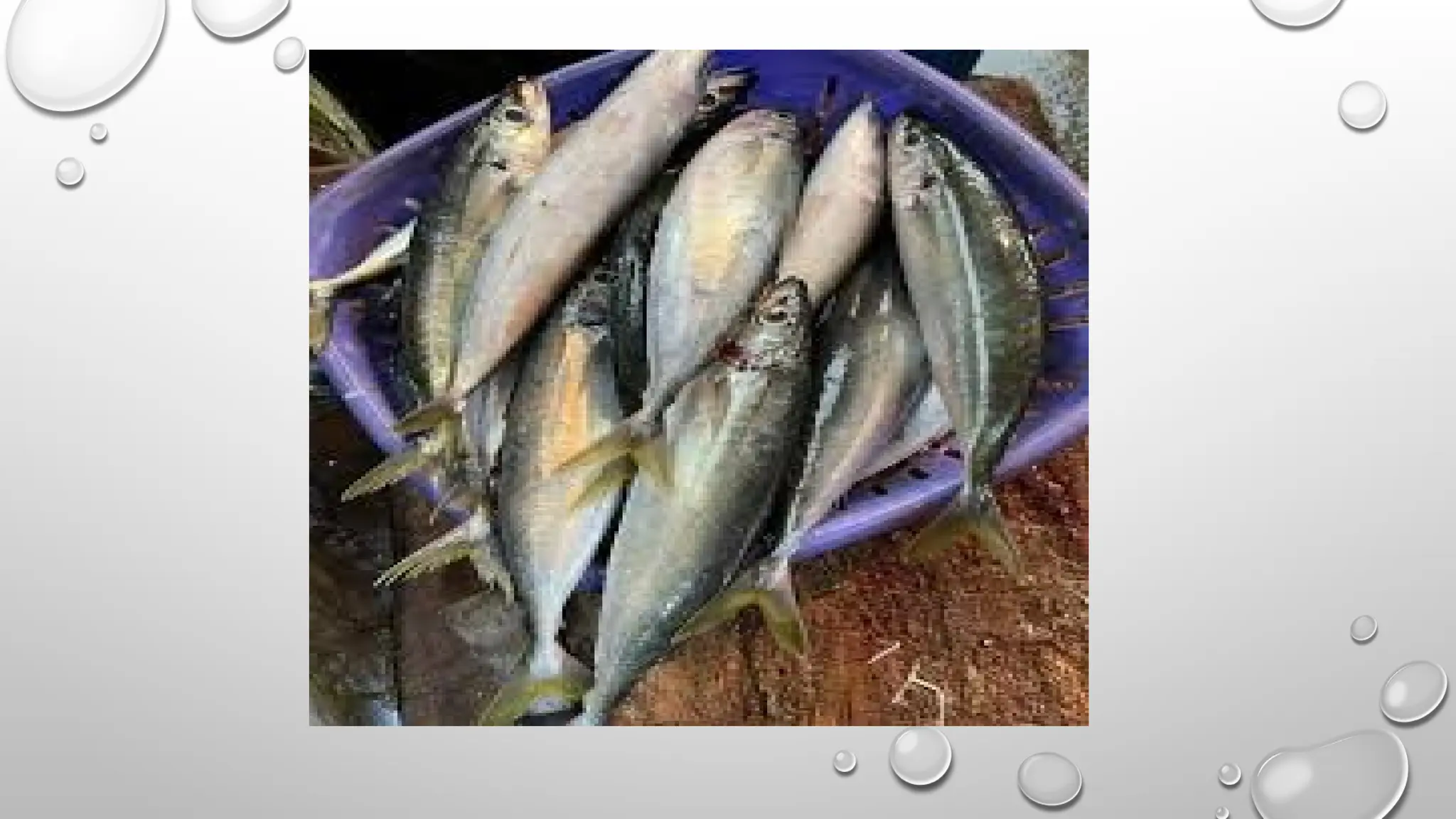 Aquaculture and Fisheries • brief background of aquaculture • types of ...