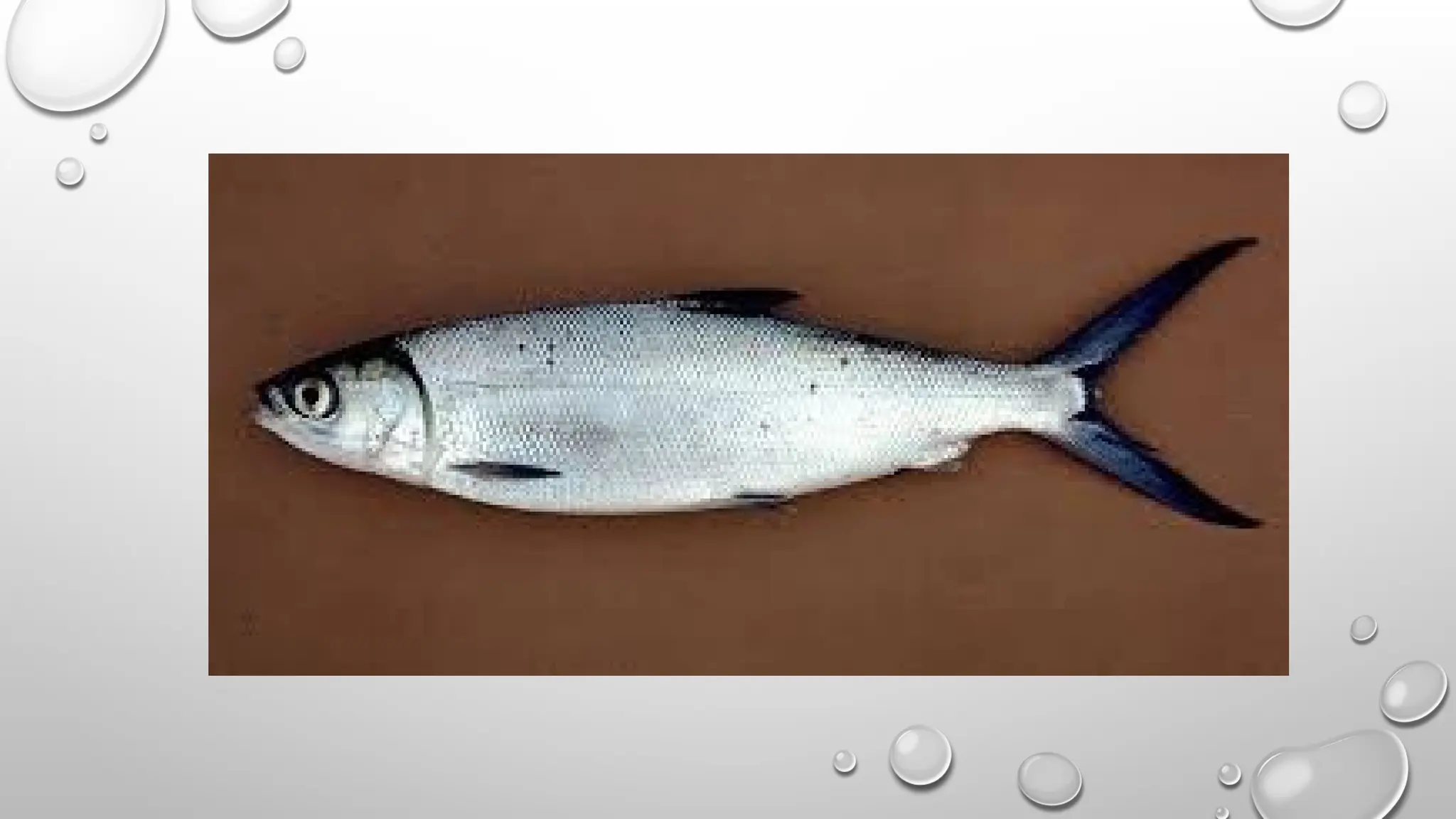 Aquaculture and Fisheries • brief background of aquaculture • types of ...