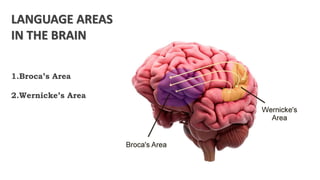Language and brain | PDF