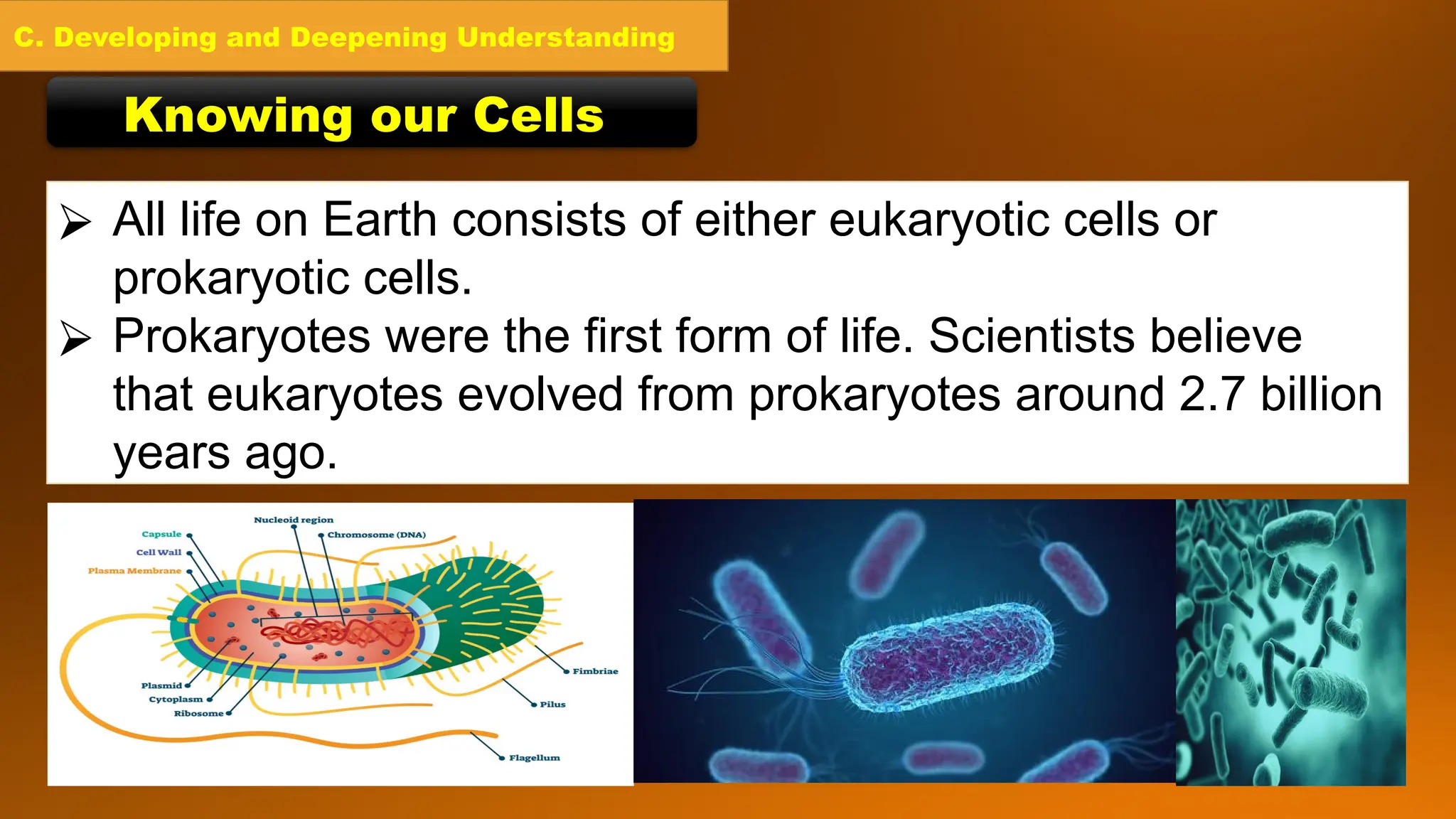 prokaryoticc vs eukaryotic Cells grade 7 | PPTX