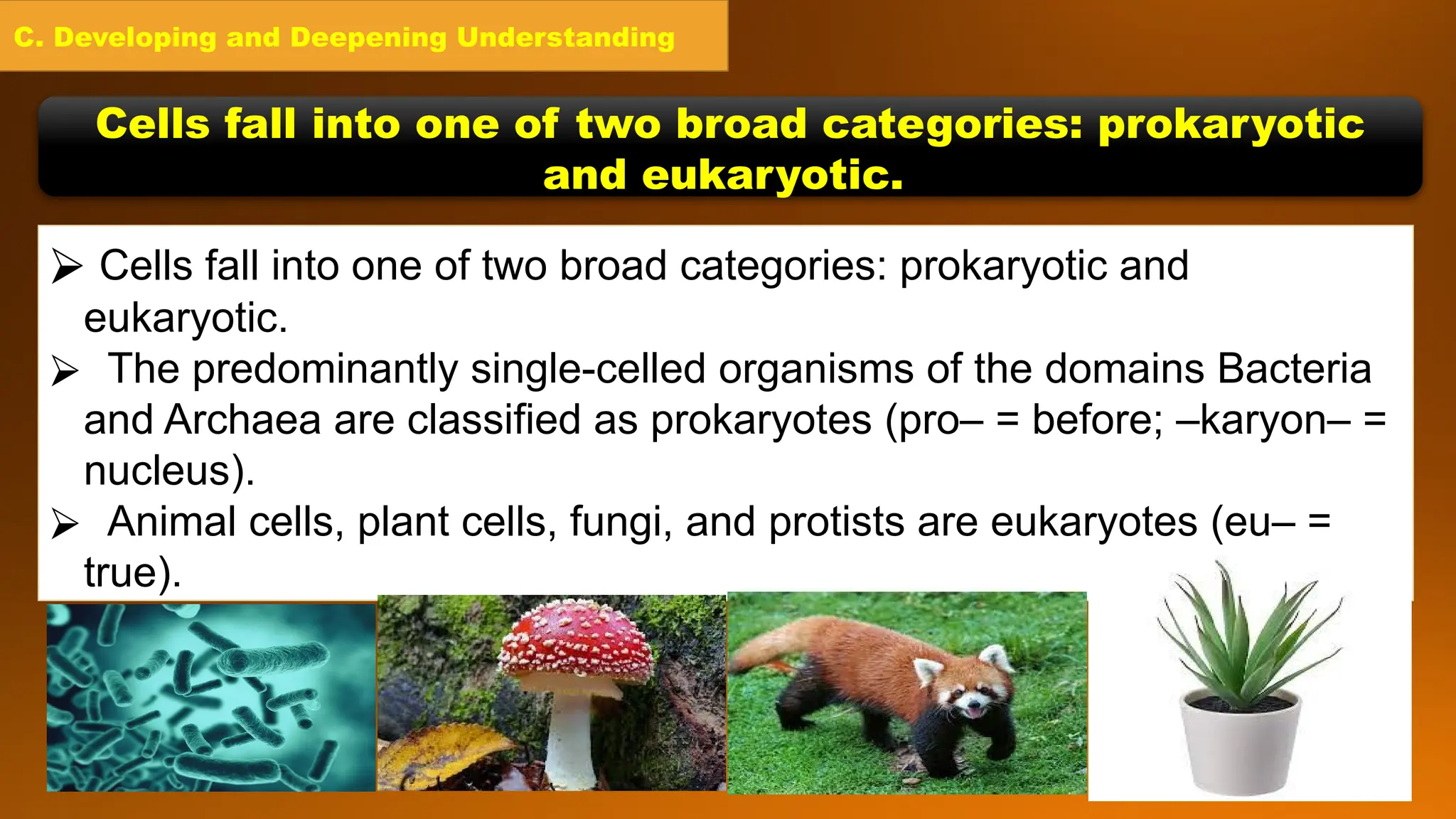 prokaryoticc vs eukaryotic Cells grade 7 | PPTX