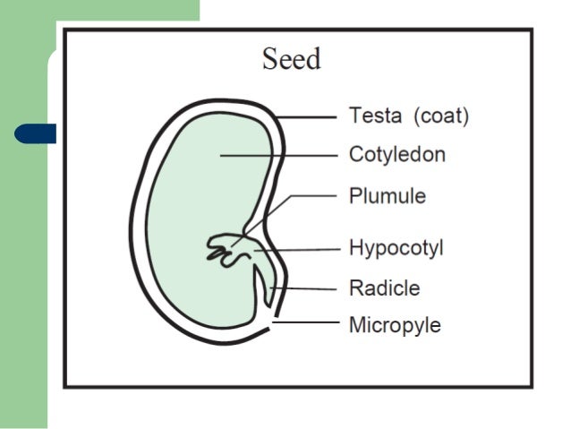 Week 11 2015 powerpoint