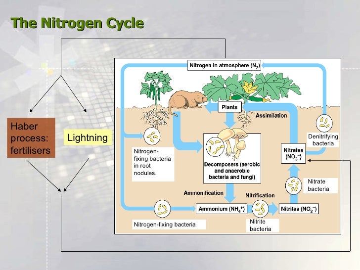 Week 11 nutrient cycles