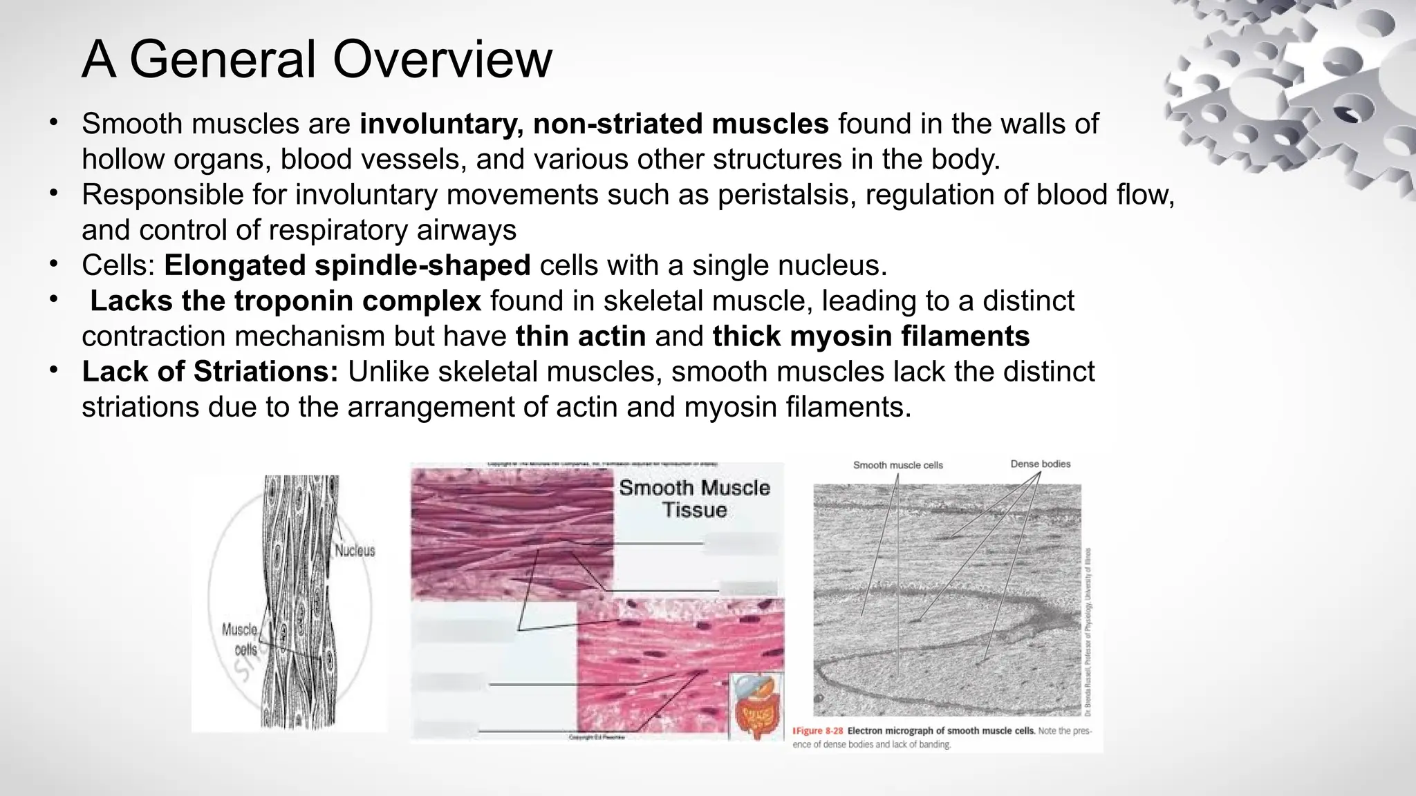 week1 Smooth Muscle physiology 2025.pptx