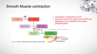 week1 Smooth Muscle physiology 2025.pptx