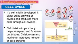 Week 12- Day 2-3 7 Science Stages of Mitosis.pptx