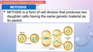 Week 12- Day 2-3 7 Science Stages of Mitosis.pptx