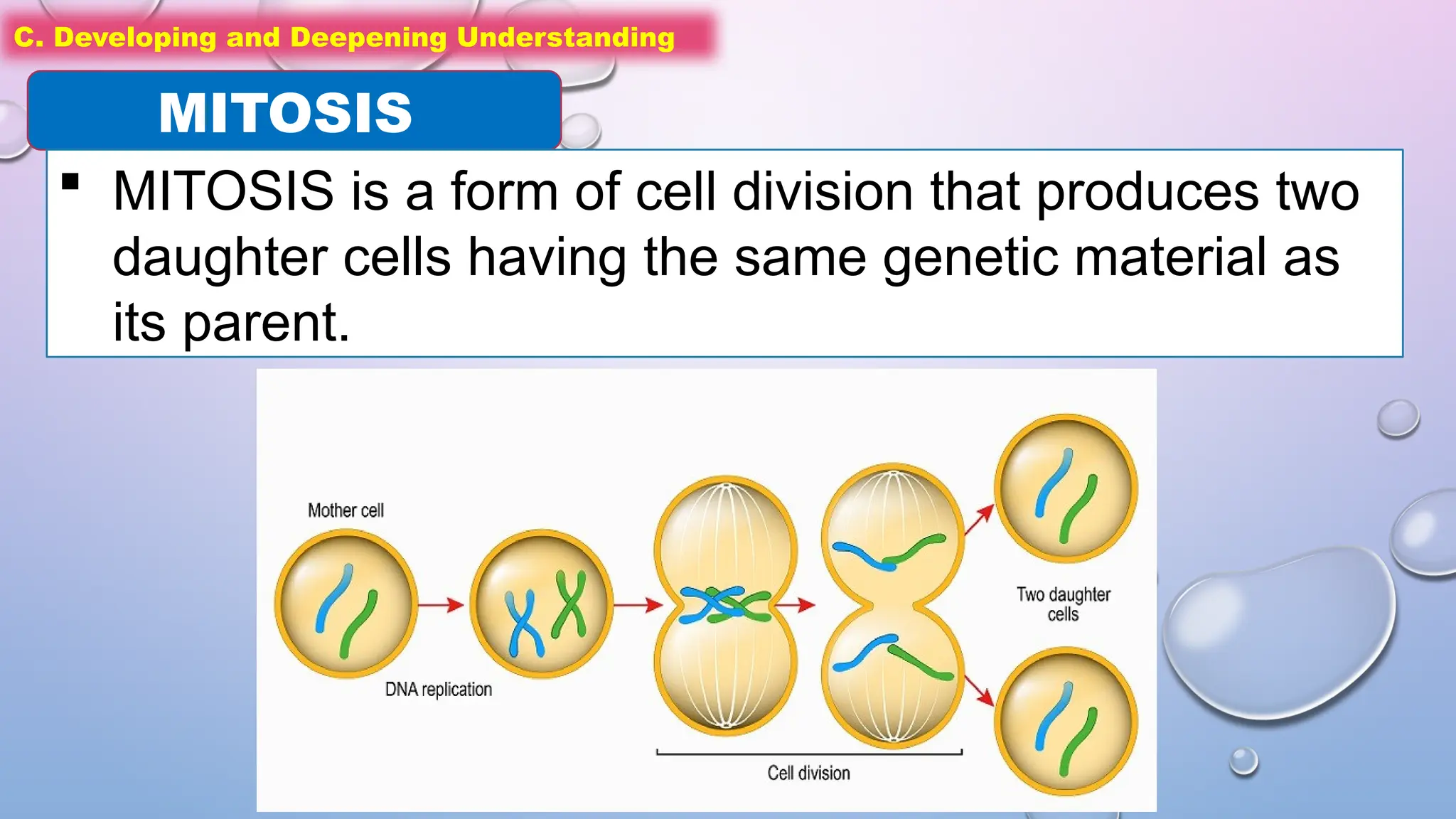 Week 12- Day 2-3 7 Science stages of meiosis.pptx