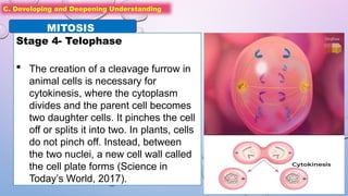 Week 12- Day 2-3 7 Science stages of meiosis.pptx