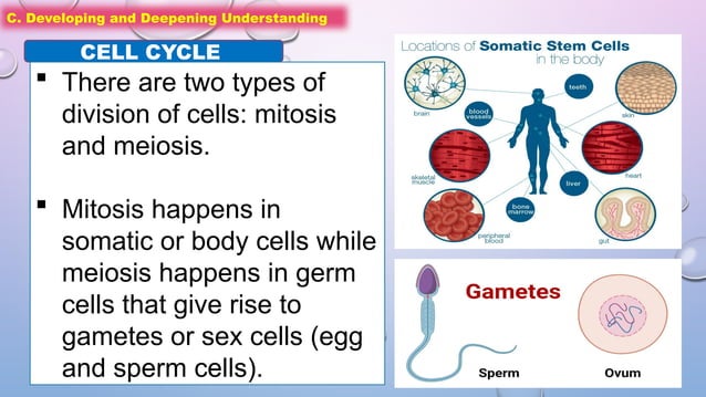 Week 12- Day 2-3 7 Science stages of meiosis.pptx