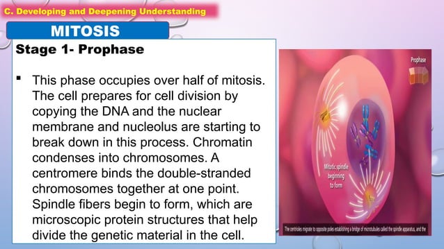 Week 12- Day 2-3 7 Science stages of meiosis.pptx
