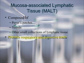 Lymphatic system PowerPoint slides for university | PPT