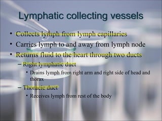 Lymphatic system PowerPoint slides for university | PPT