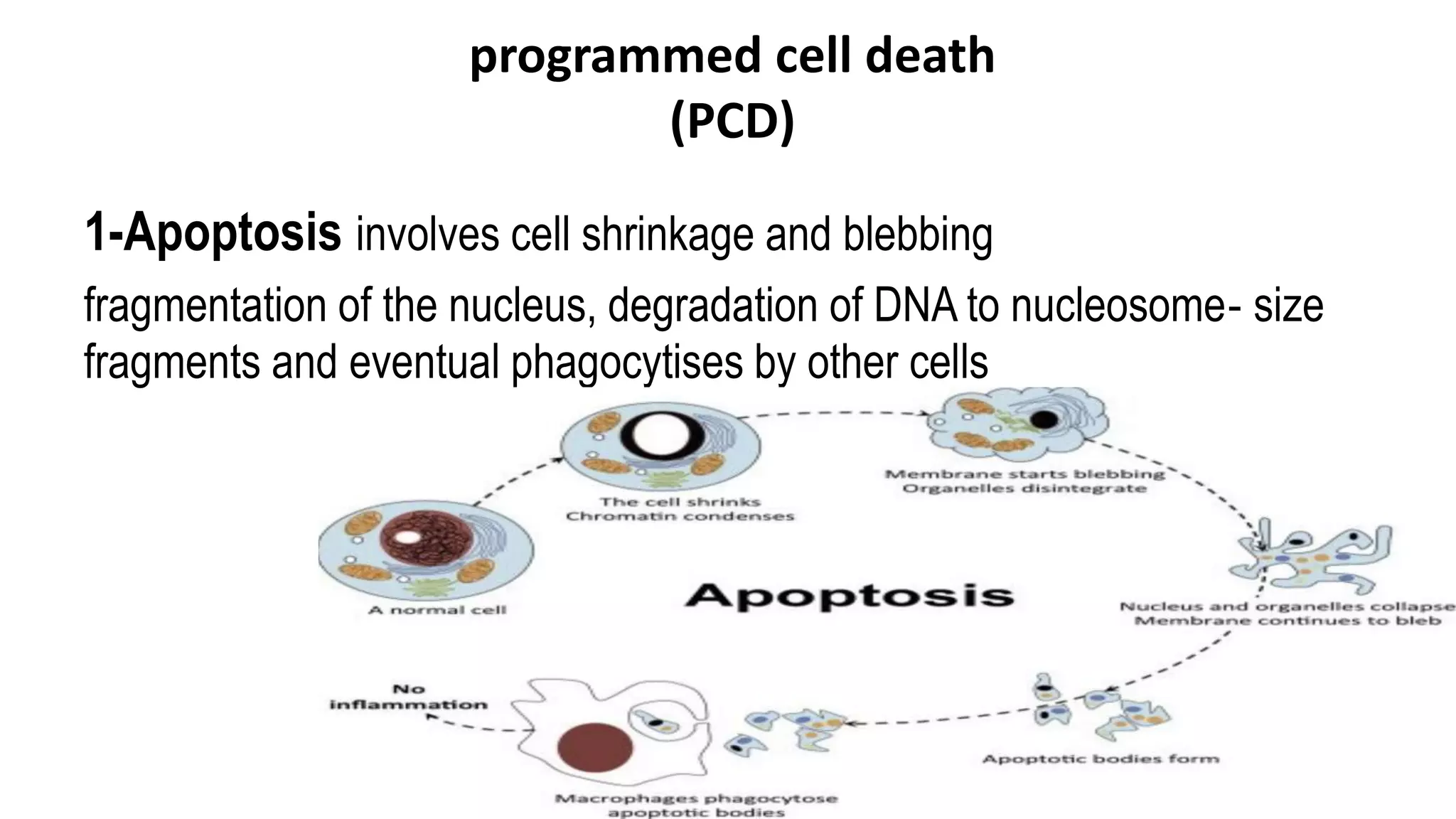 WEEK 12 2023 Apoptosis.pptx