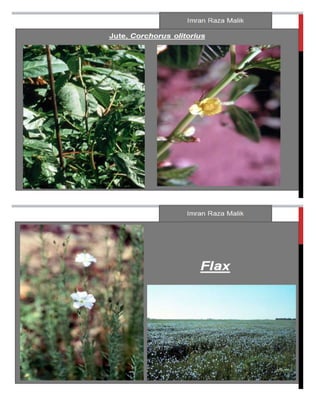 Lecture of textile fiber introduction for students | DOCX