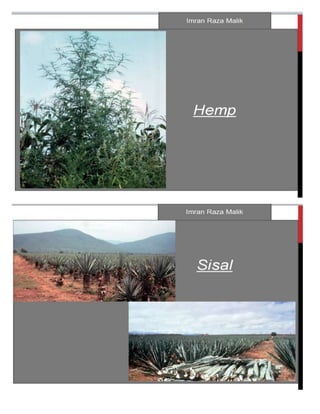 Lecture of textile fiber introduction for students | DOCX