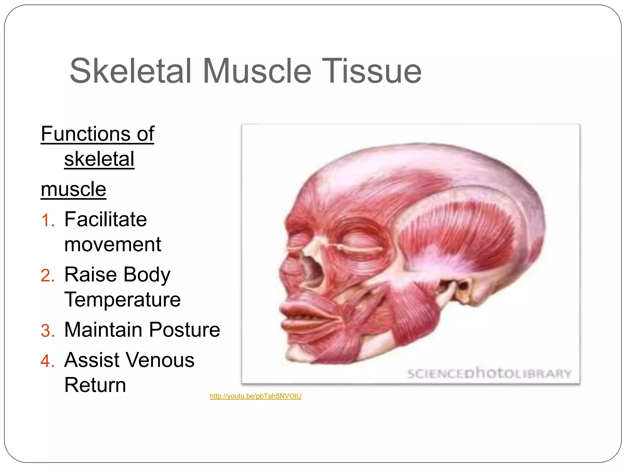 Week 13 muscular system week 1 btec | PPTX