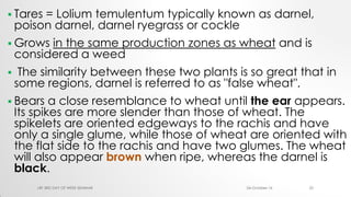 Week 14 Concept of the Kingdom LRF 014 | PDF