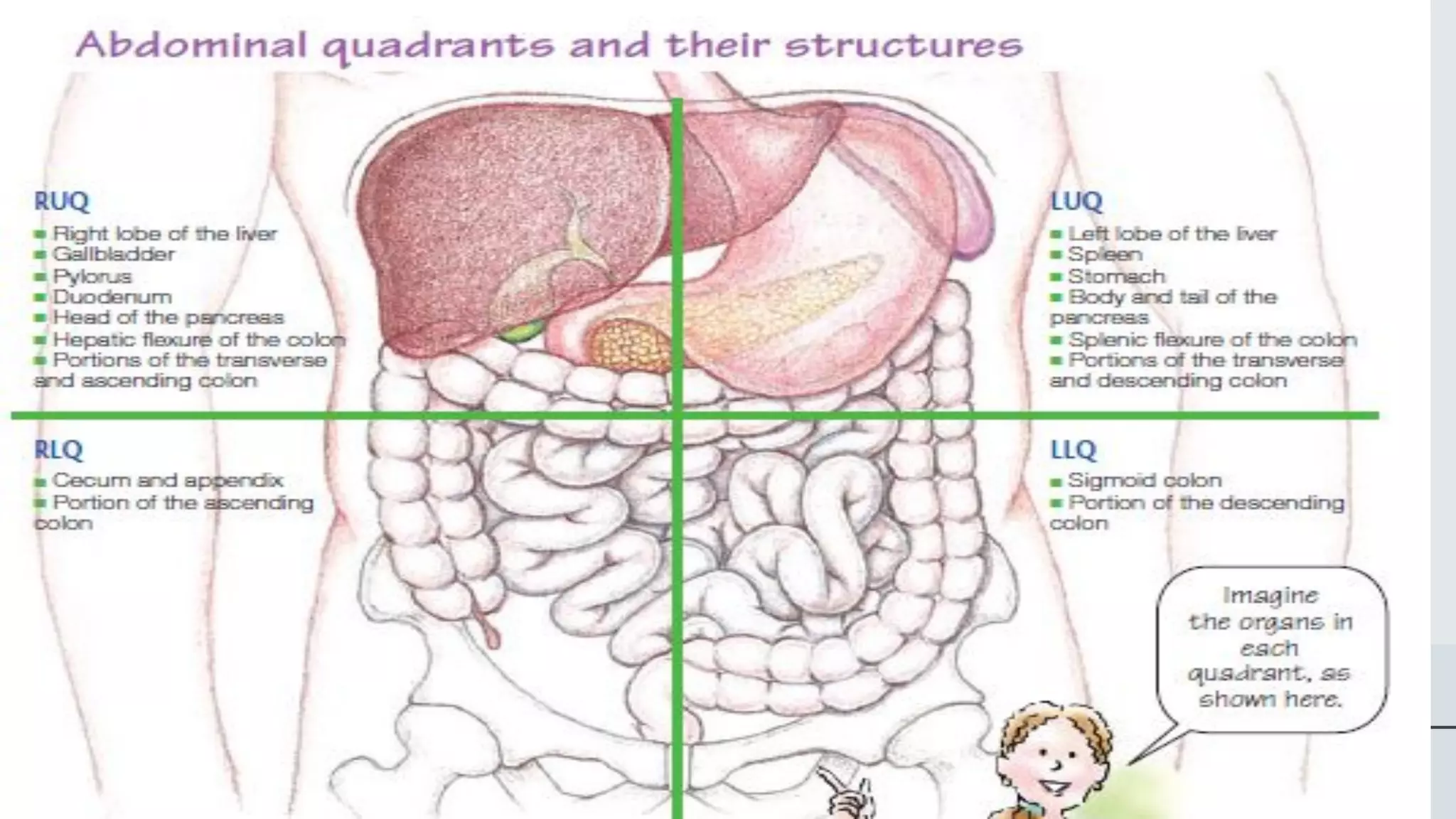 Abdominal Assessment | PDF