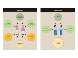 Week 15 Twin Studies | PPTX