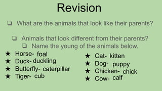 Science Animals_Life Cycle of Animals.pdf