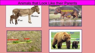 Science Animals_Life Cycle of Animals.pdf