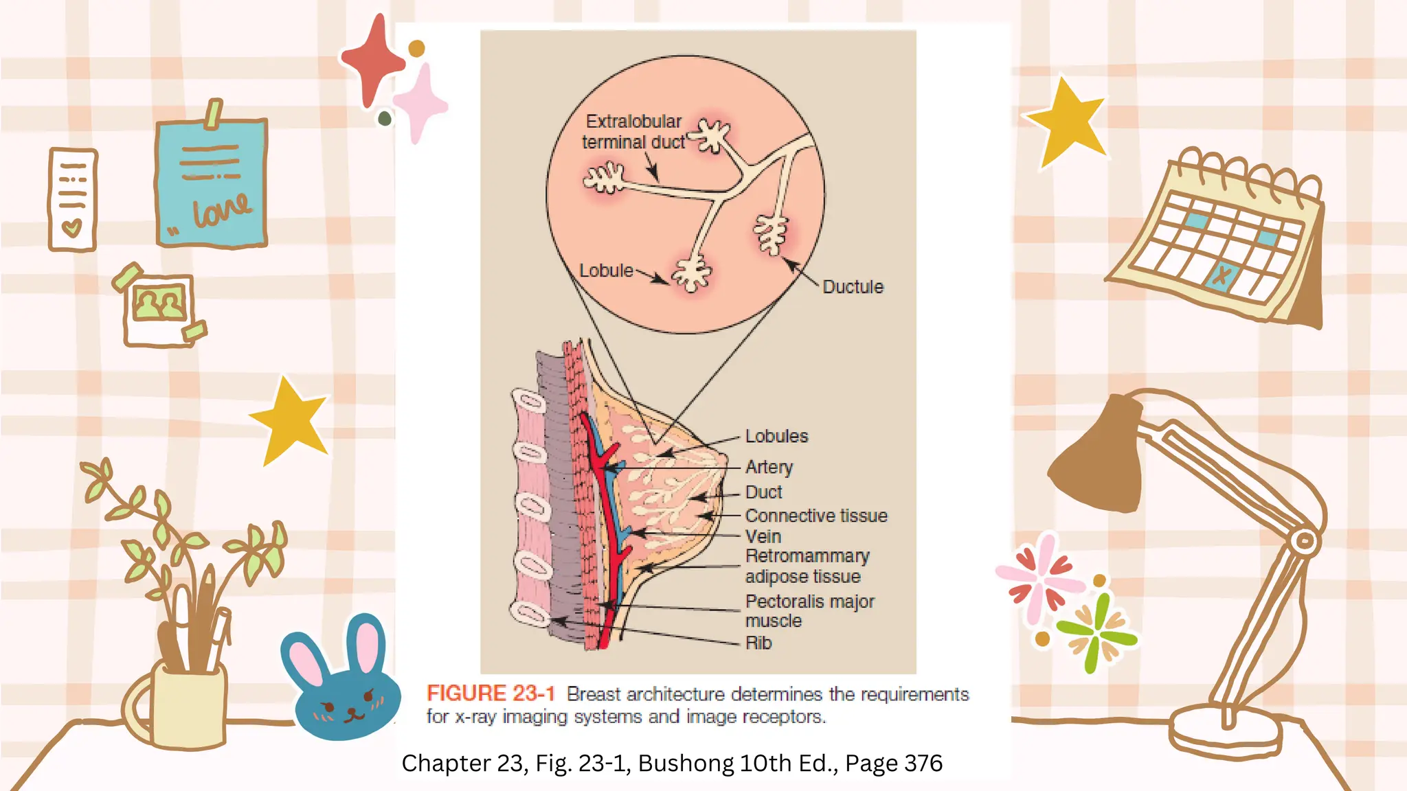 Mammography: Breast Anatomy & Imaging Techniques.pdf