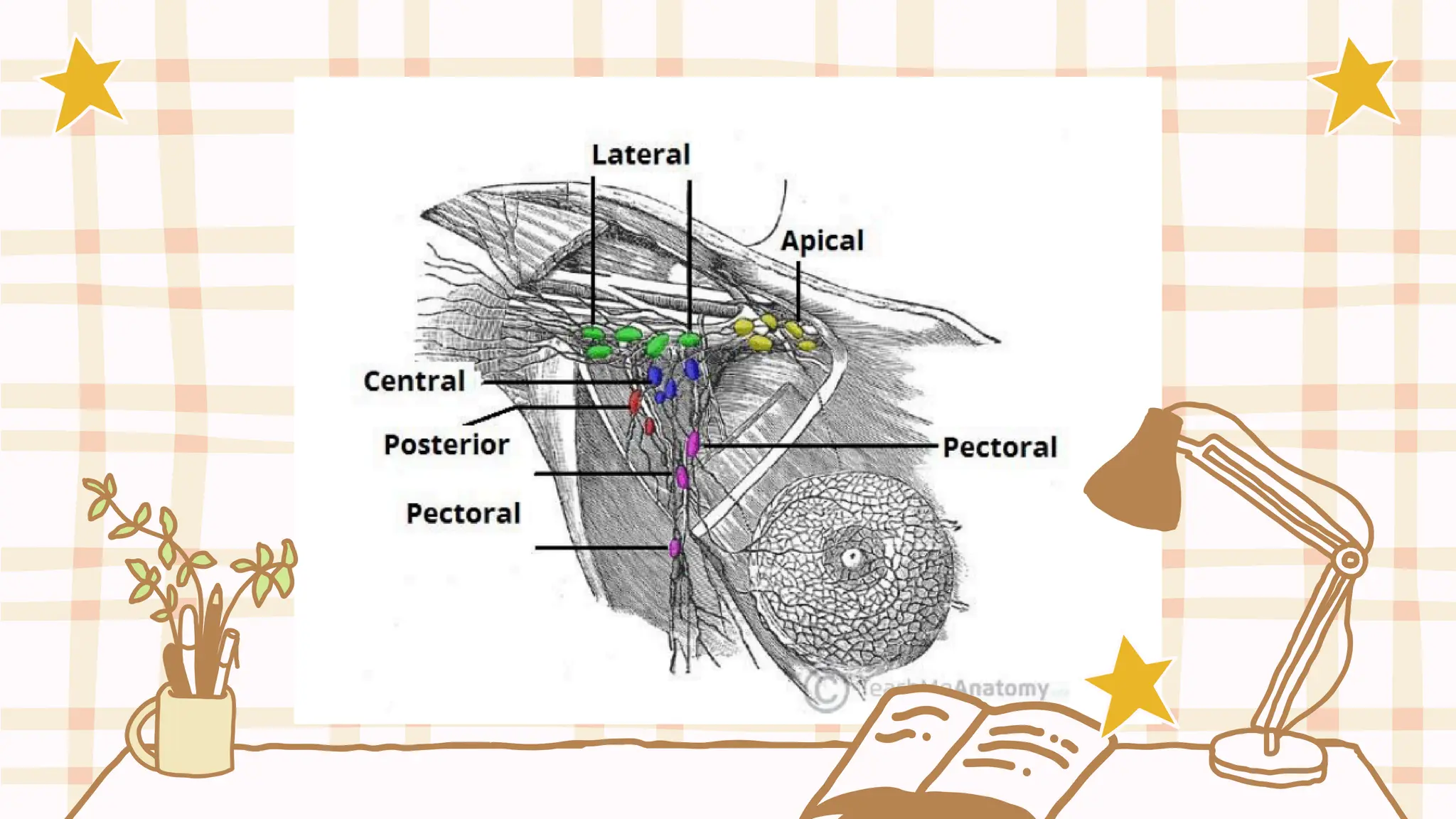 Mammography: Breast Anatomy & Imaging Techniques.pdf