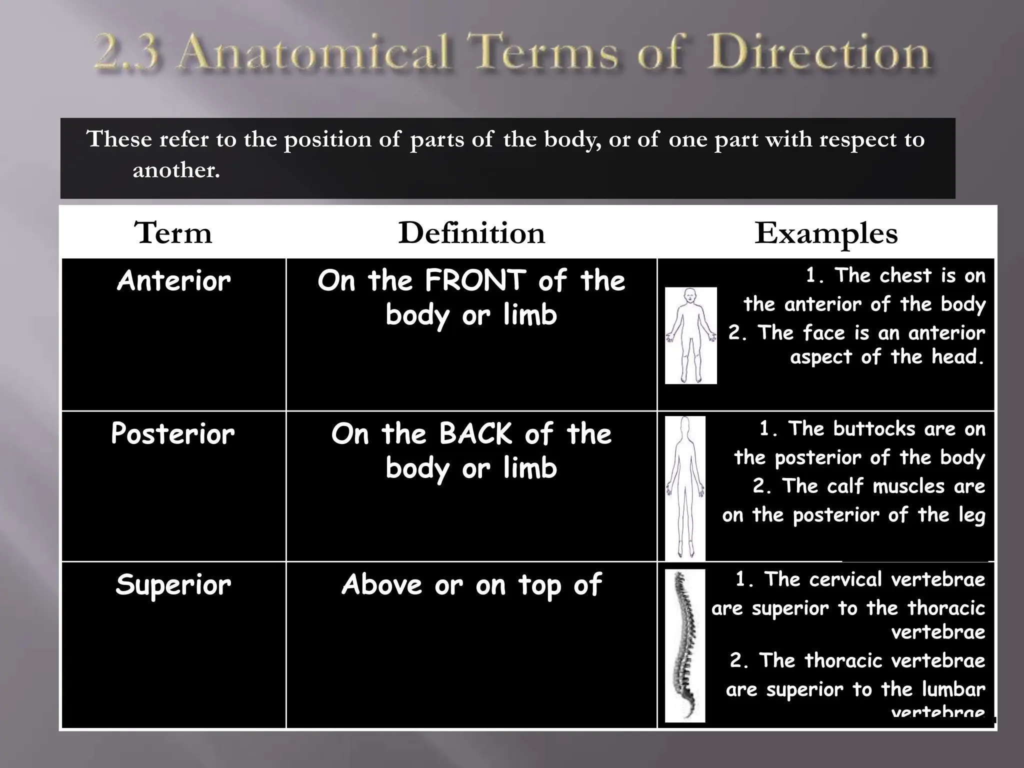 Week 1 Basic Functional Anatomy for elective strength and conditioning.ppt