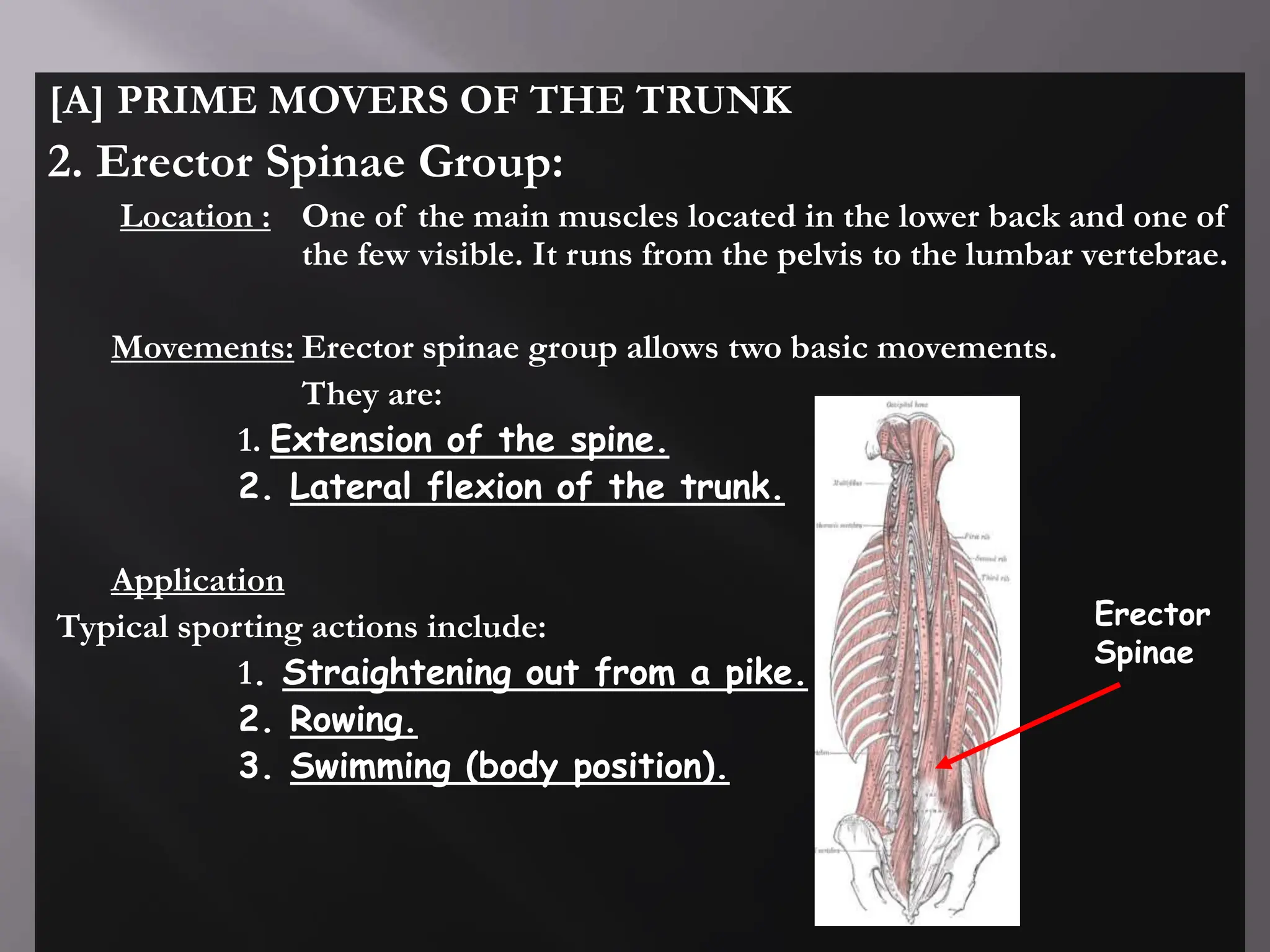Week 1 Basic Functional Anatomy for elective strength and conditioning.ppt