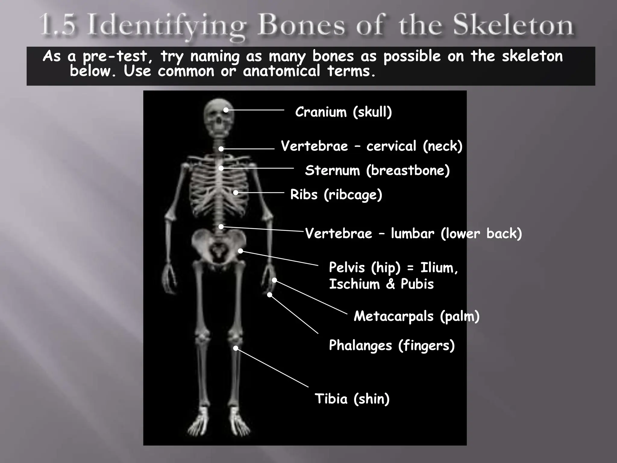 Week 1 Basic Functional Anatomy for elective strength and conditioning.ppt