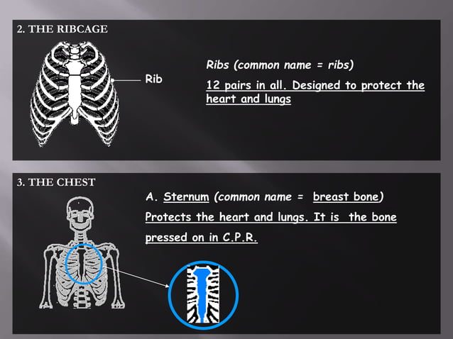 Week 1 Basic Functional Anatomy for elective strength and conditioning.ppt