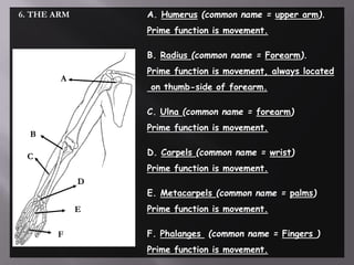 Week 1 Basic Functional Anatomy for elective strength and conditioning.ppt