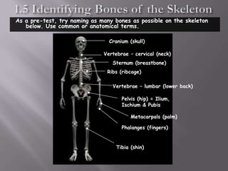 Week 1 Basic Functional Anatomy for elective strength and conditioning.ppt