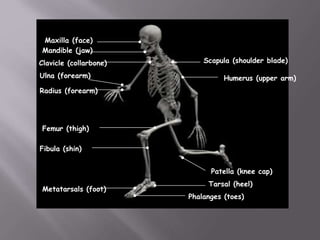 Week 1 Basic Functional Anatomy for elective strength and conditioning.ppt