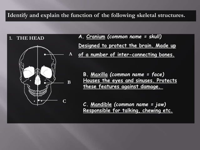 Week 1 Basic Functional Anatomy for elective strength and conditioning.ppt