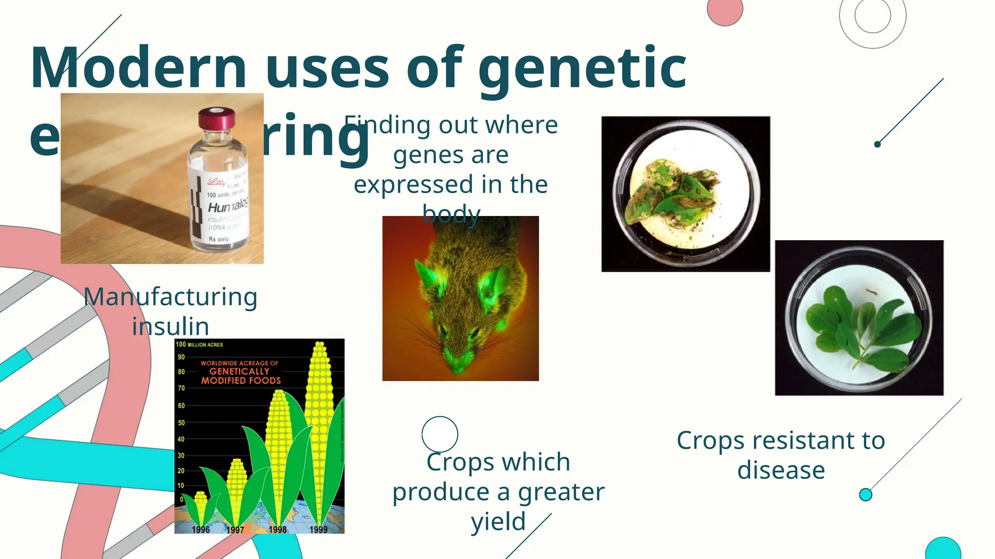 GENETIC ENGINEERING for high school.pptx.pptx