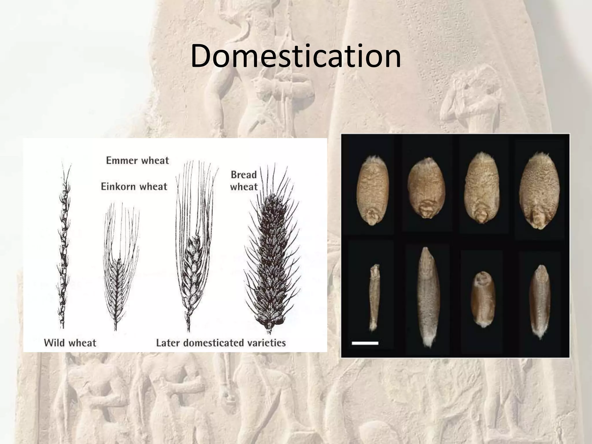 Week 1 (The Stone Age and Early Civilization) | PPT