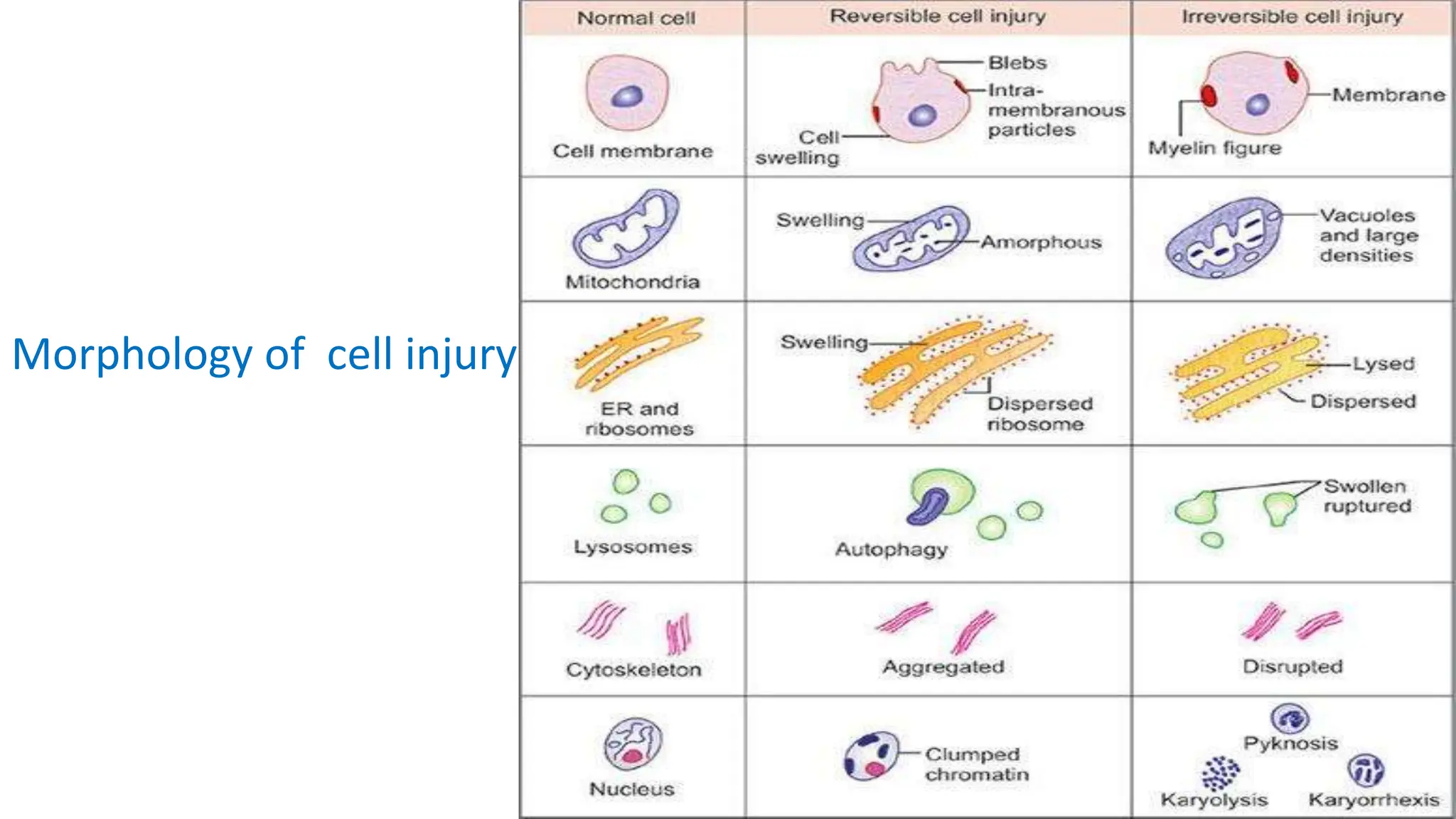 Week 1 Theme Cell Injury Cell Death and Adaptations.pptx